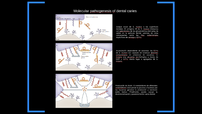 Molecular pathogenesis of dental caries by Karii Karina on Prezi