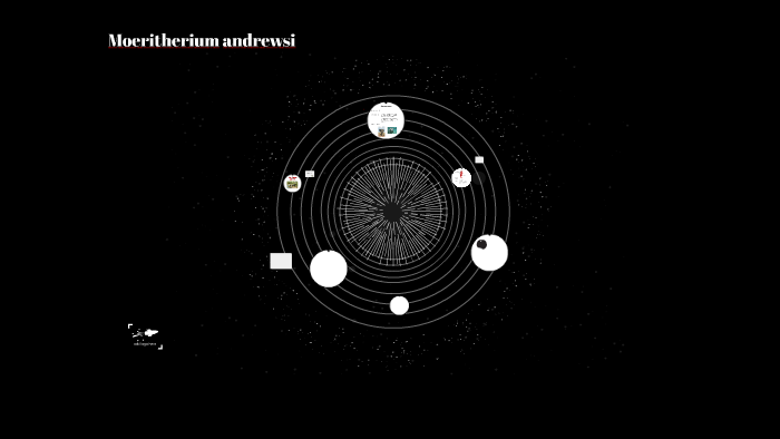 Moeritherium andrewsi by Nina Verbeek on Prezi