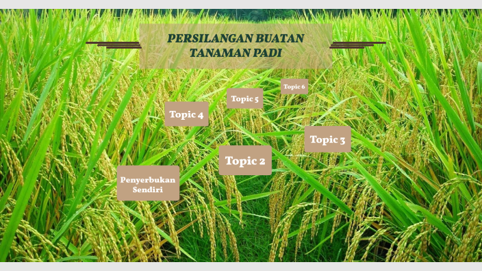 PERSILANGAN BUATAN TANAMAN PADI by dita samaralya on Prezi