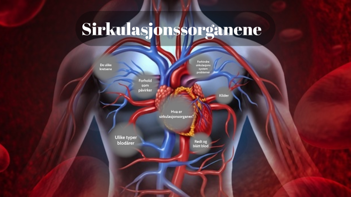 Sirkulasjonssystemet by Medina Abubakarova on Prezi