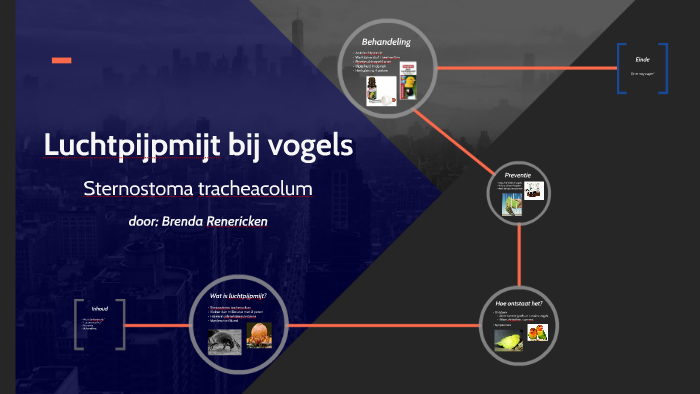 Luchtpijpmijt bij vogels by brenda renericken on Prezi