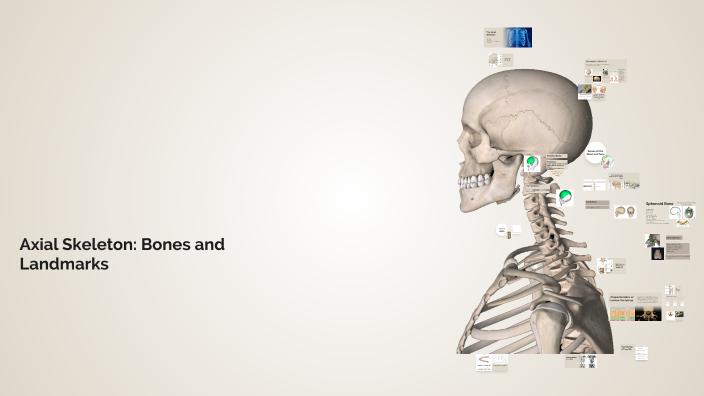 Understanding the Axial Skeleton: Bones and Landmarks by Haylee Follett ...