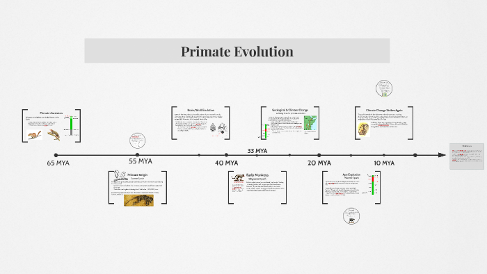 Primate Evolution by Korrin Schriver