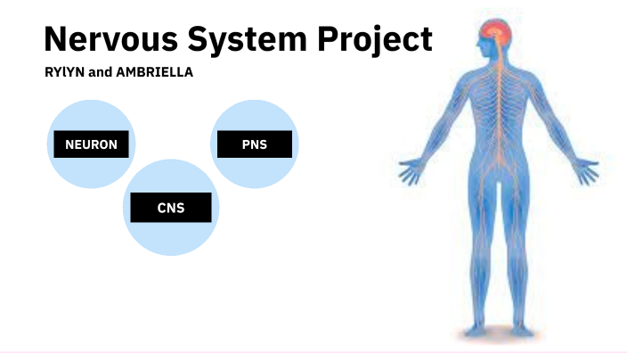Nervous System Project by rylyn arndorfer on Prezi