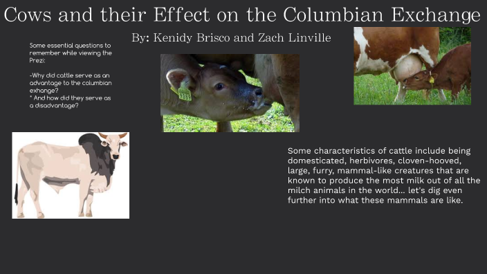 Cows in the Columbian Exchange by Zachary Linville on Prezi