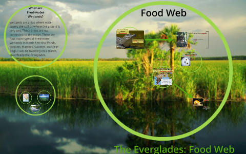 The Everglades: Food Web by Anna Davis on Prezi