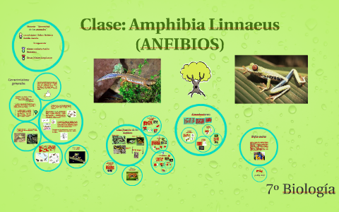 Clase: Amphibia Linnaeus (ANFIBIOS) by Leslie Leto Uriee on Prezi