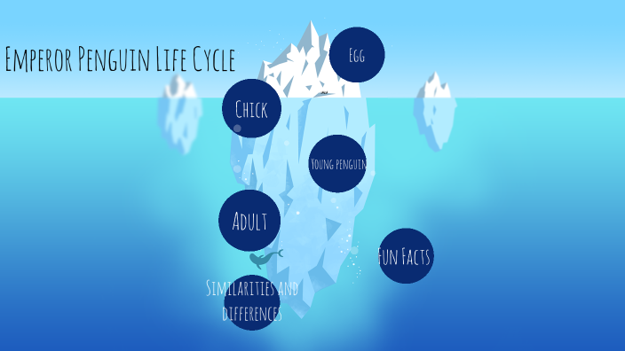 Emperor Penguin Life Cycle by Krosby Anderson on Prezi