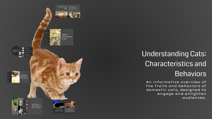 Understanding Cats: Characteristics and Behaviors by Maria Cichewicz on ...
