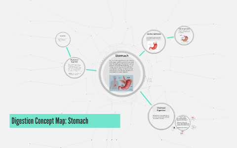 Digestion Concept Map: Stomach by Beth Tekley on Prezi