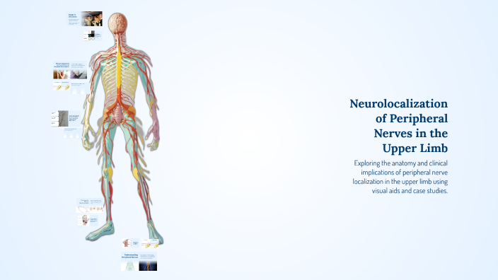 Neurolocalization of Peripheral Nerves in the Upper Limb by Zerihun ...