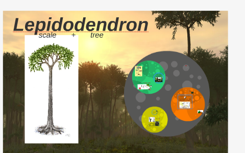 Lepidodendron Tree