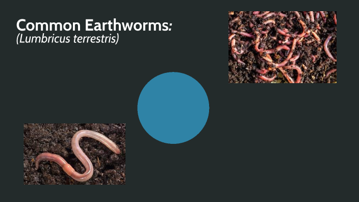 Common Earthworms by Kinsley Johnson on Prezi