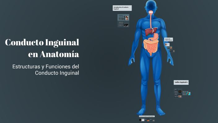 Conducto Inguinal en Anatomía by alan vasquez on Prezi