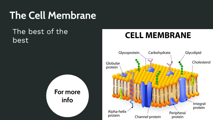 Cell membrane by Carson Pruett on Prezi