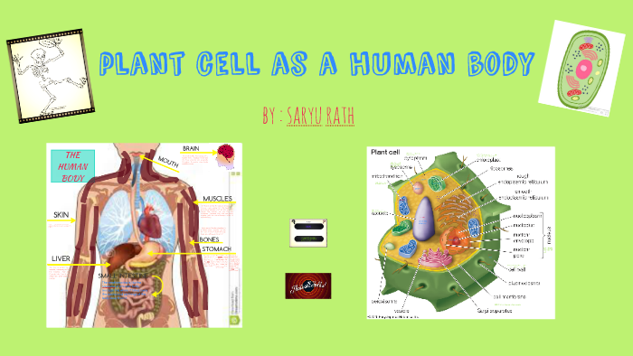 cells analogy- human body by Saryu Rath on Prezi