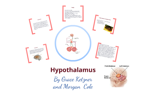 Localization of Function: Hypothalamus by Grace Ketzner on Prezi