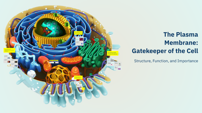 The Plasma Membrane: Gatekeeper of the Cell by Noura on Prezi