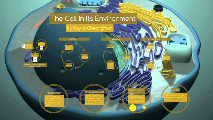 The Cell in Its Environment by kgheorghian 00114927 on Prezi