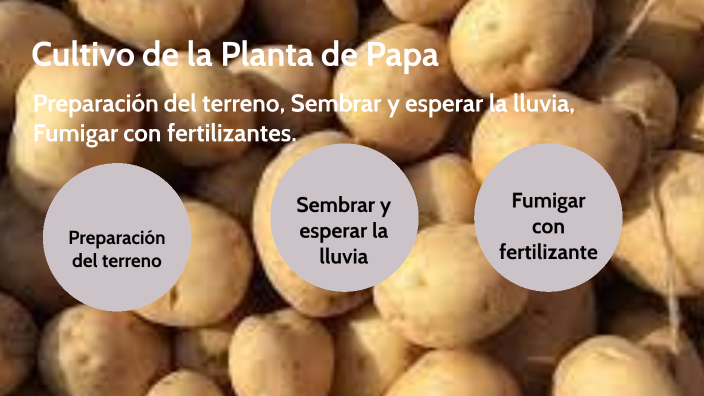 Cultivo de la Planta de Motoyoe by JOSE GUALBERTO ZAMBRANA GONZALES on ...