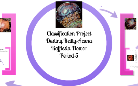 Classification Project by Destiny Acuna on Prezi