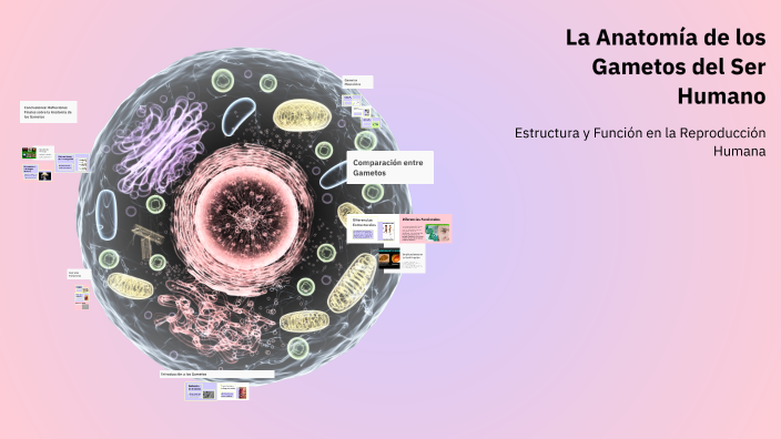 La Anatomía de los Gametos del Ser Humano by Elian Gutierrez on Prezi