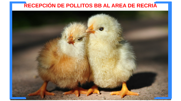 RECEPCIÓN DE POLLITOS BB AL AREA DE RECRIA by yessica ayca on Prezi