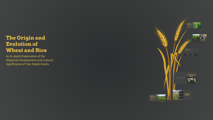 The Origin and Evolution of Wheat and Rice by Fathima Rafieah . N.T on ...