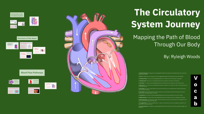 The Circulatory System Journey by Ryleigh Woods on Prezi