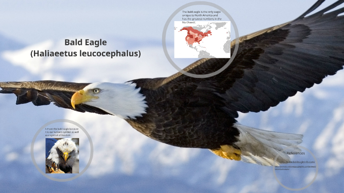 Bald Eagle by Kyle Bartolo on Prezi