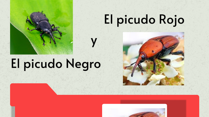 El picudo Rojo y picudo Negro by Angeline fernanda. AF on Prezi