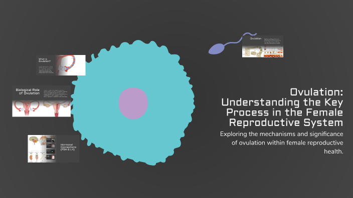 Ovulation: Understanding the Key Process in the Female Reproductive ...