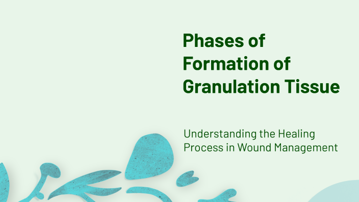 Phases of Formation of Granulation Tissue by Mario Mohsen on Prezi