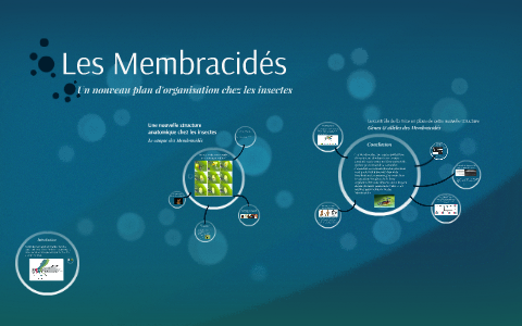Les Membracidés by The Dude on Prezi