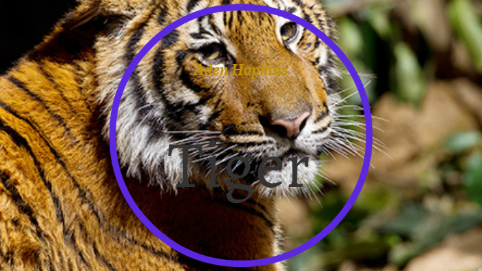 Aden Hopkins by 6 frick on Prezi