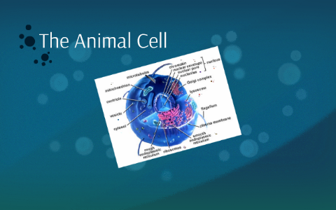 The Animal Cell by Kiley Espineira on Prezi