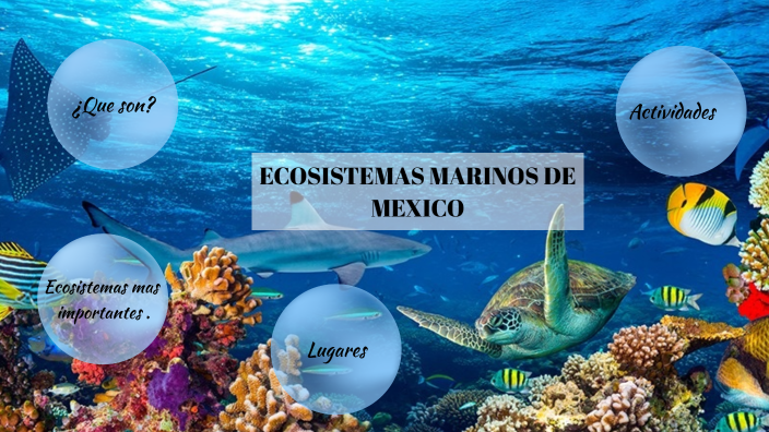 Ecosistemas Marinos De Mexico By Keila Guadalupe Garcia Govea On Prezi