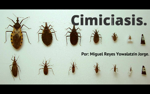 Cimiciasis by Yowalatzin Miguel on Prezi