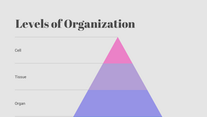 Levels of Organization Model by Annie Winstead on Prezi Design