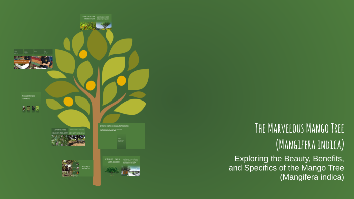 The Marvelous Mango Tree (Mangifera indica) by PUNDRIK PUNDRIK on Prezi