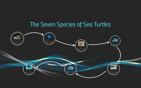 The Seven Species of Sea Turtles by shikha shah on Prezi