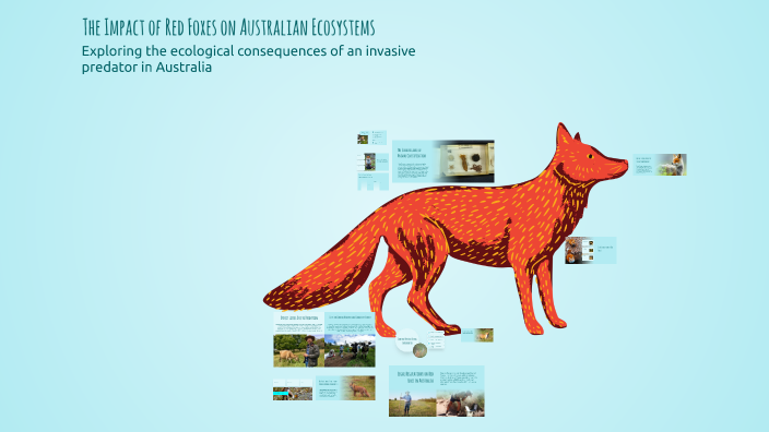 The Impact of Red Foxes on Australian Ecosystems by Evie Mensink on Prezi