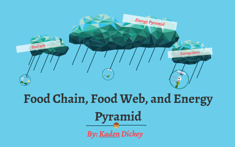 Food Chain, Food Web, and Energy Pyramid by kaden dickey on Prezi