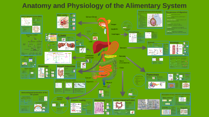 Physiology of the Alimentary System by Alexander Conway on Prezi