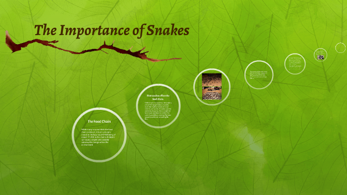 The Importance of Snakes by Abigail Peterman on Prezi