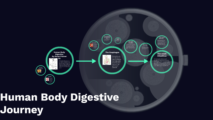 Human Body Digestive Journey by Raven Palmer on Prezi