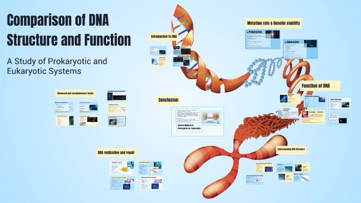 Comparison of DNA Structure and Function by Rouhani on Prezi