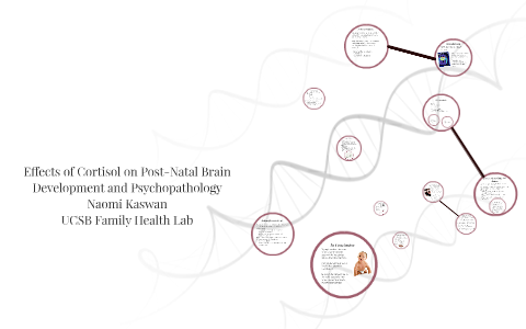 Cortisol and Post-Natal Brain Development by