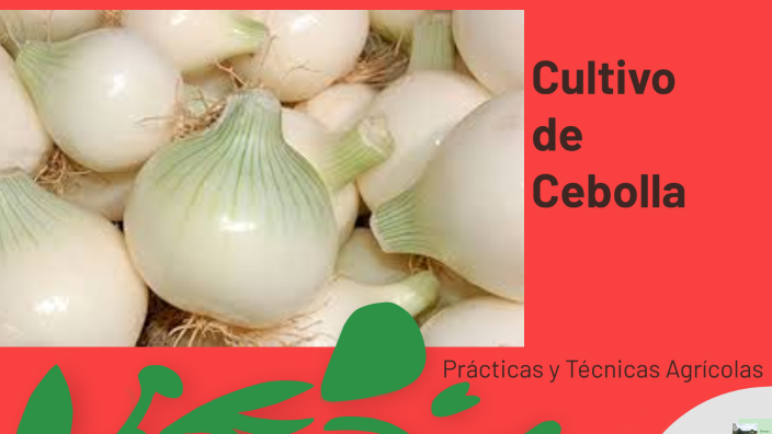 Cultivo de Cebolla by marco antonio bautista santander on Prezi