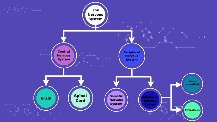 Nervous System flowchart by Taylor Shen on Prezi